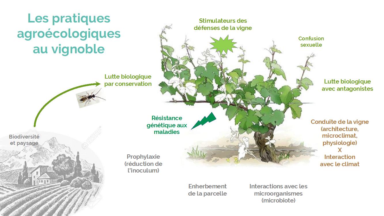 Projects – Corinne VACHER, PhD